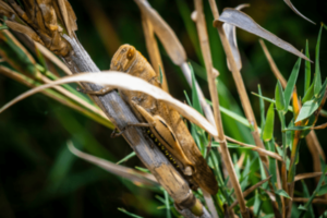 Are Locusts Really Kosher? – The Israel Bible