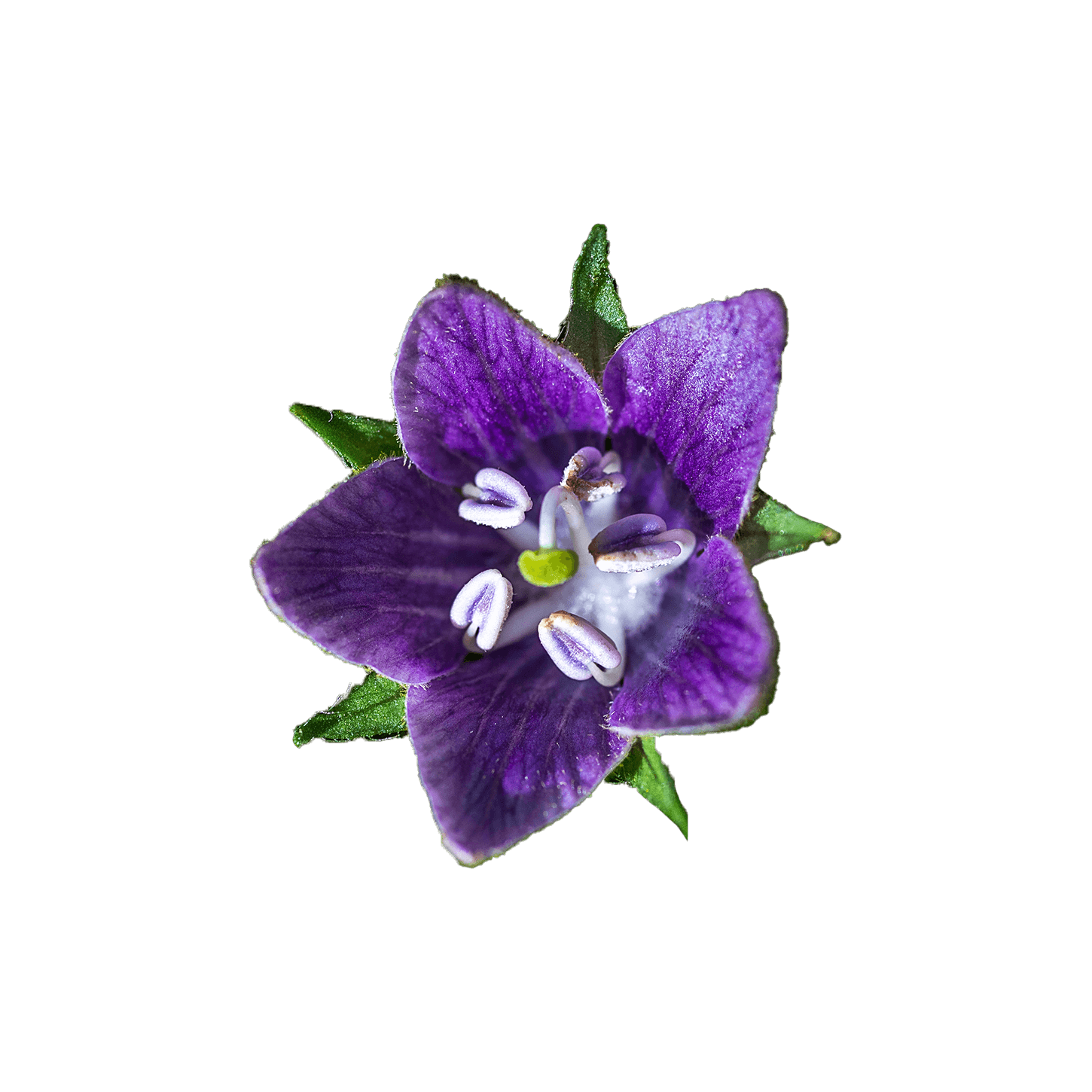 Tammuz – The Israel Bible